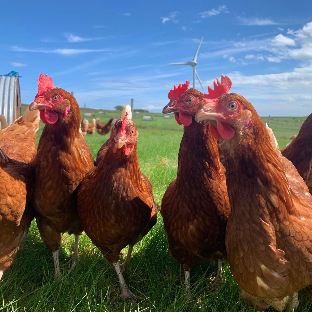 Our Farms - Duncan Farms
